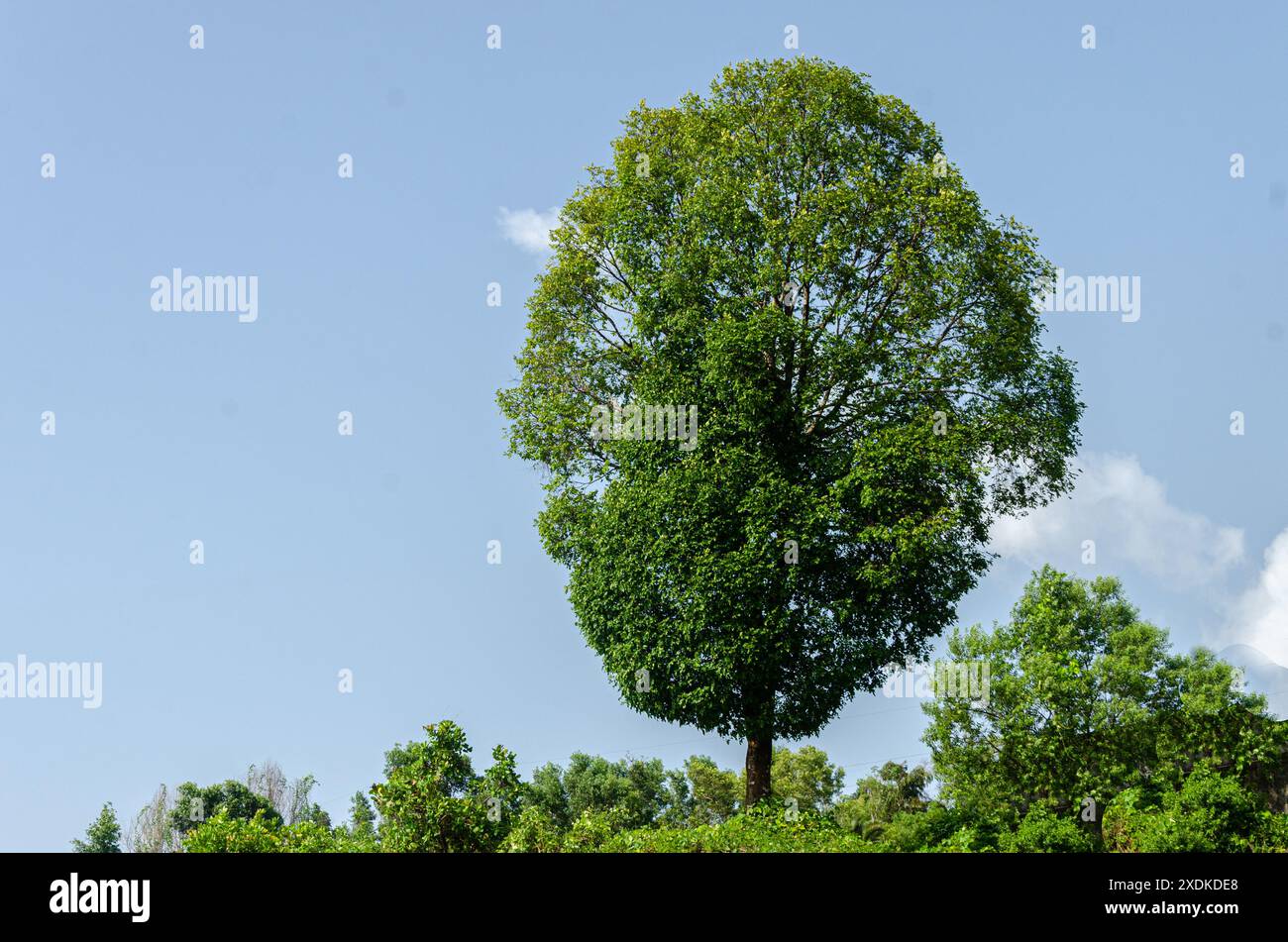 Oval shaped plant hi-res stock photography and images - Alamy