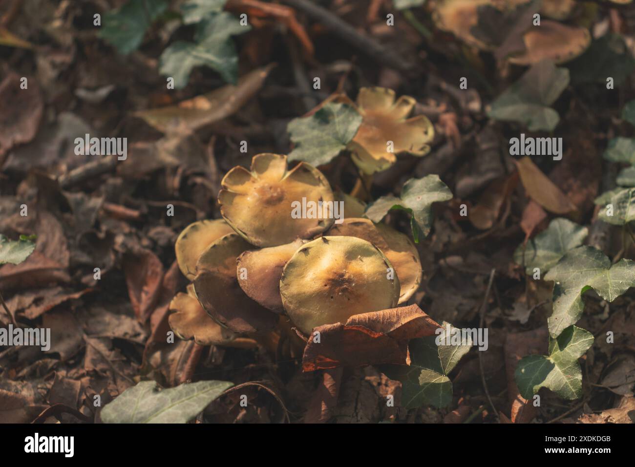 High angle view of Hymnopus Dryophilus mushroom. Unedible mushroom ...