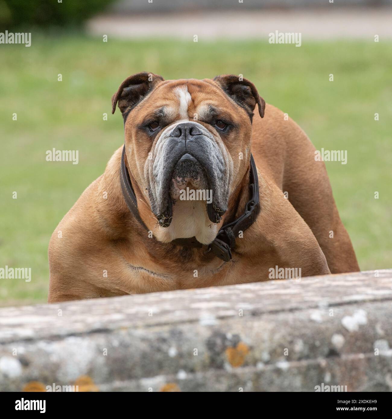 bulldog staring at the camera, over a fence Stock Photo - Alamy