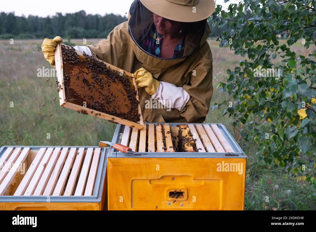 A beekeeper, a woman in a protective suit against bee stings, holds a ...