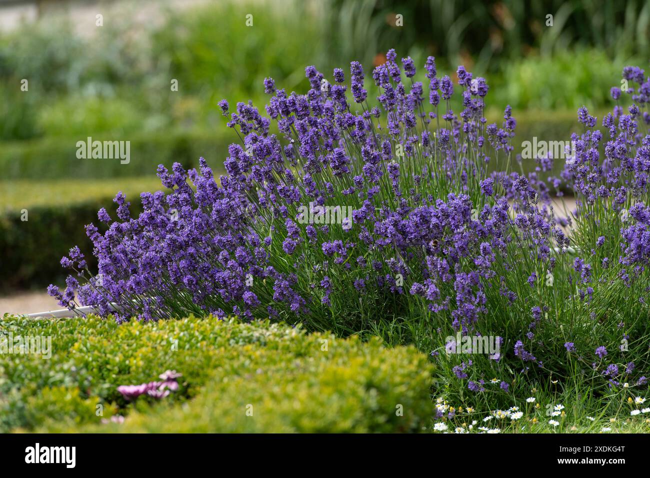 Garden box and lavender hi-res stock photography and images - Alamy