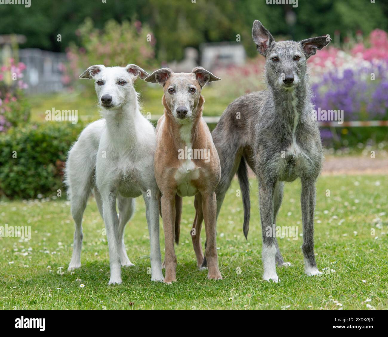 three lurcher dogs Stock Photo - Alamy