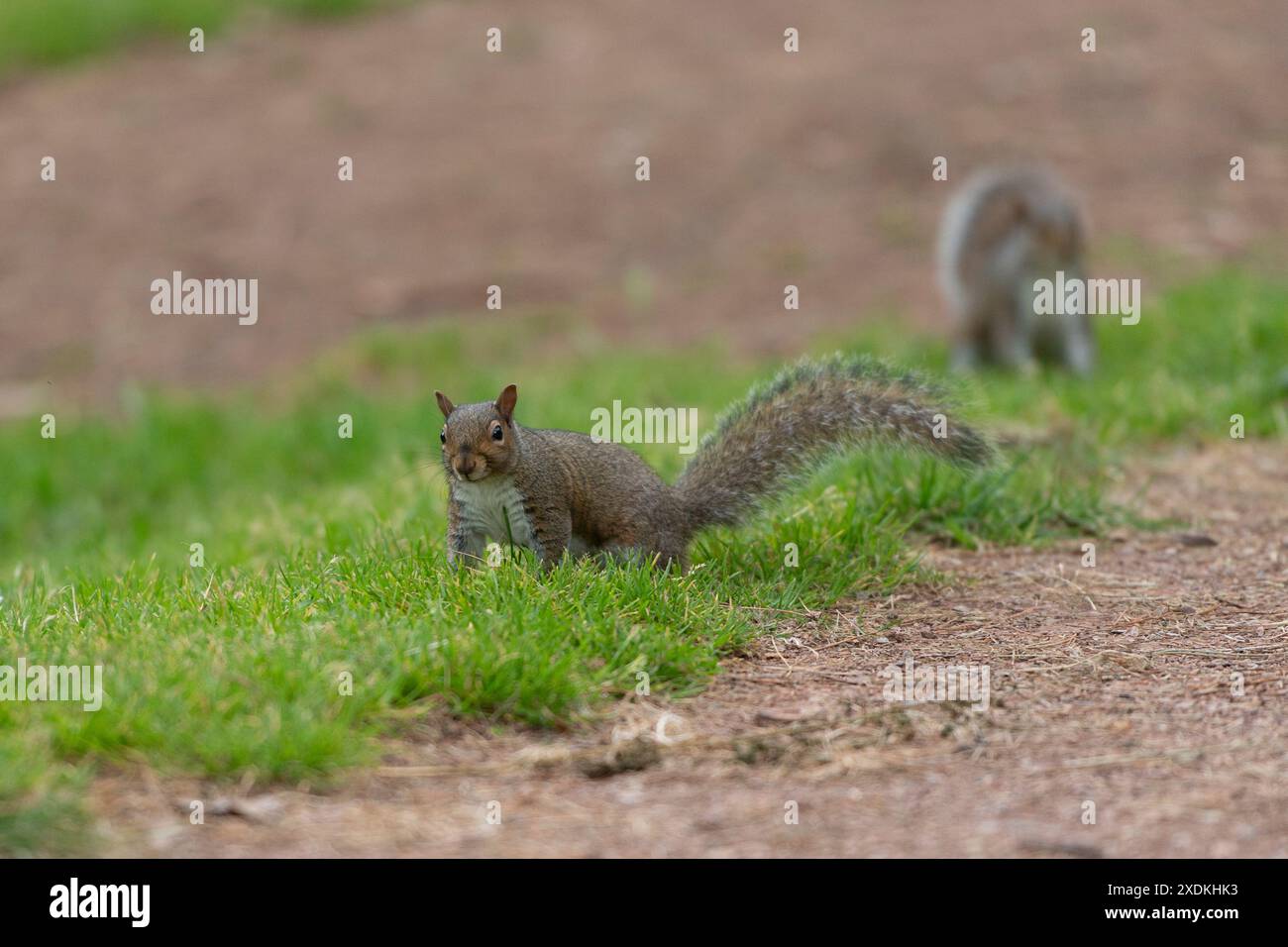 Grey squirrel male female hi-res stock photography and images - Alamy