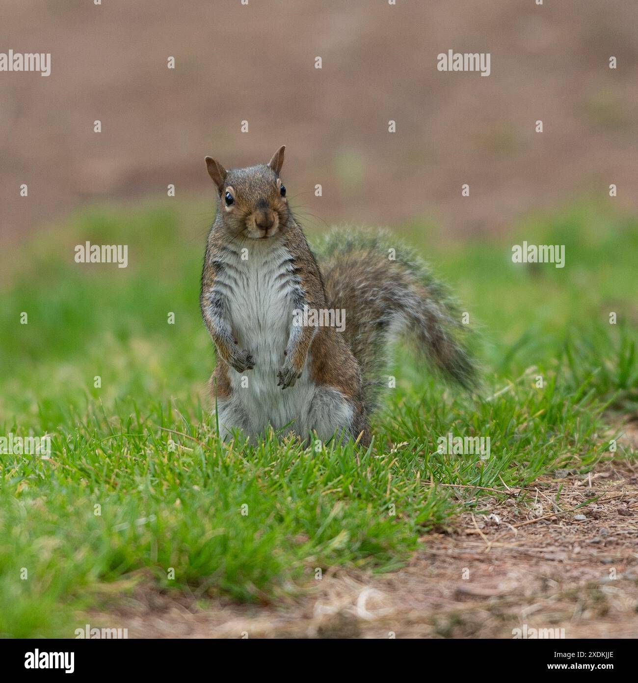 Full body squirrel hi-res stock photography and images - Alamy