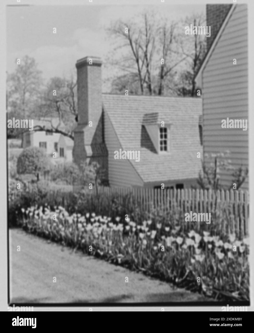 Williamsburg, Virginia. Garden with yellow tulips II, against print ...
