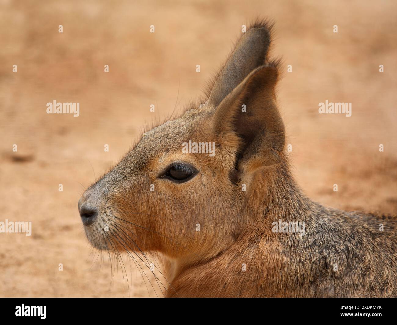 Patagonian mara habitat hi-res stock photography and images - Alamy