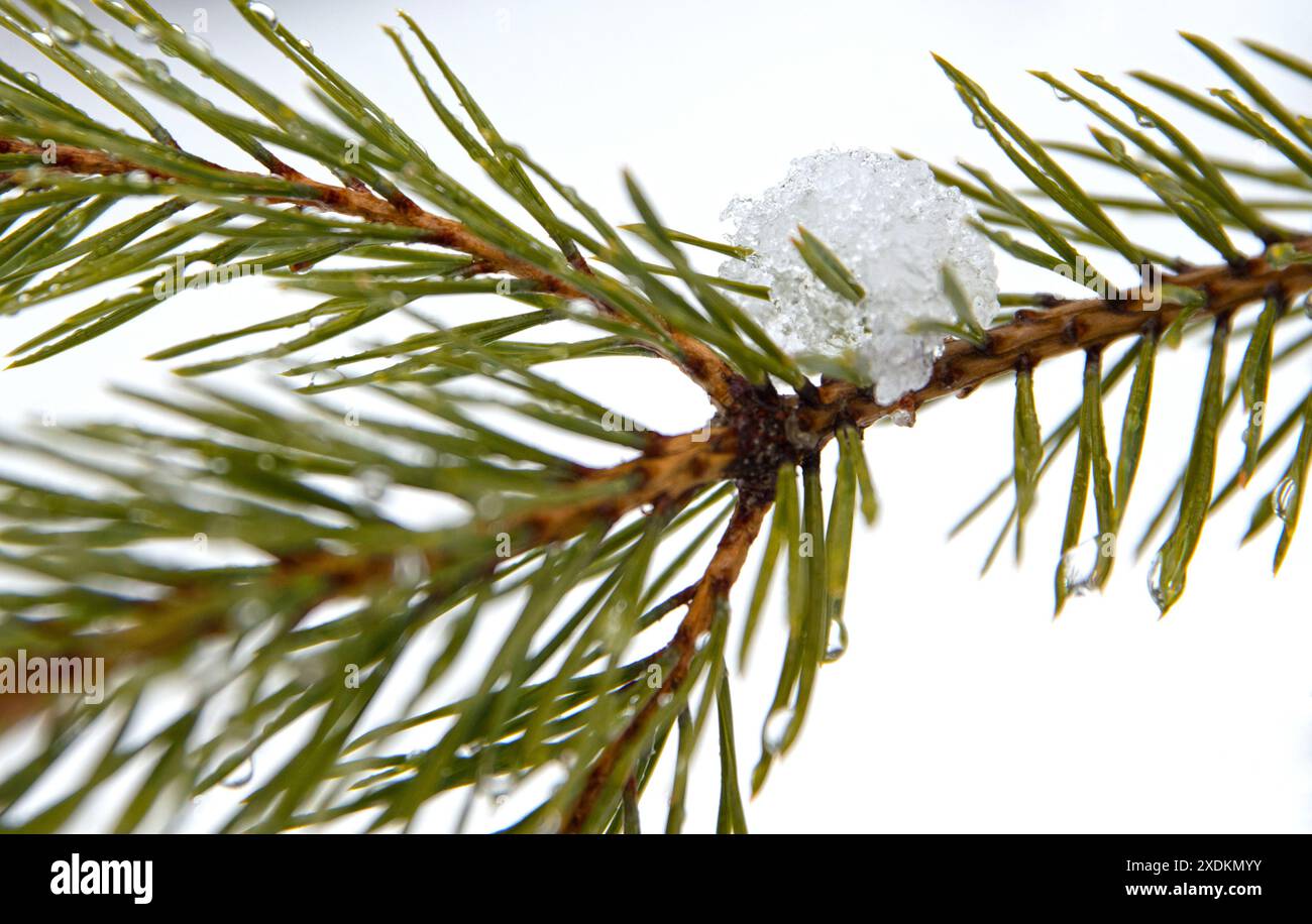 Snow in a pine tree, melting (close up Stock Photo - Alamy