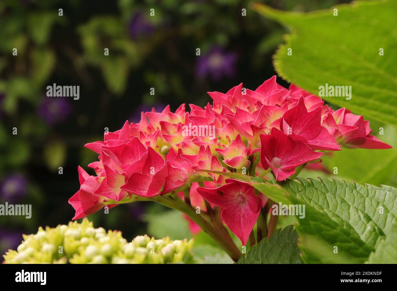 English garden photograph on a sunny June afternoon. Pink hydrangea ...