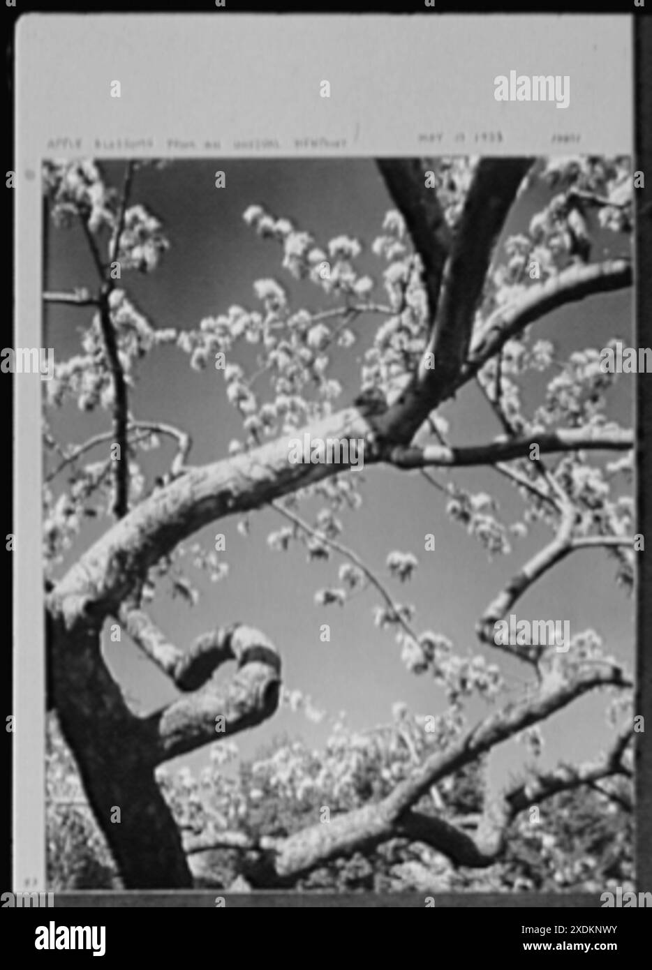 Unique apple Black and White Stock Photos & Images - Alamy