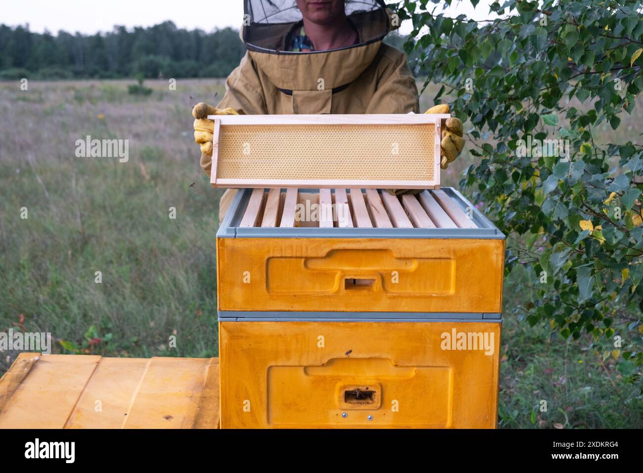 A beekeeper, a woman in a protective suit against bee stings, holds a ...