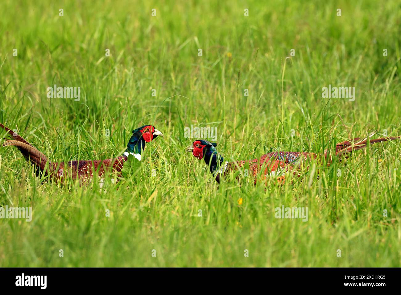 Common Ring-necked pheasants strutting together are a beautiful sight ...