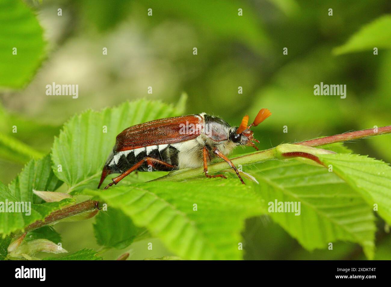 Northern cockchafer (Melolontha hippocastani), on leaves of a hornbeam ...