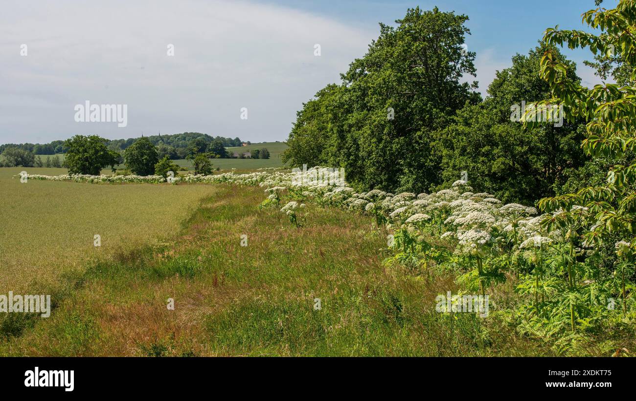 Flowering giant hogweed, (Heracleum mantegazzianum) an invasive species ...