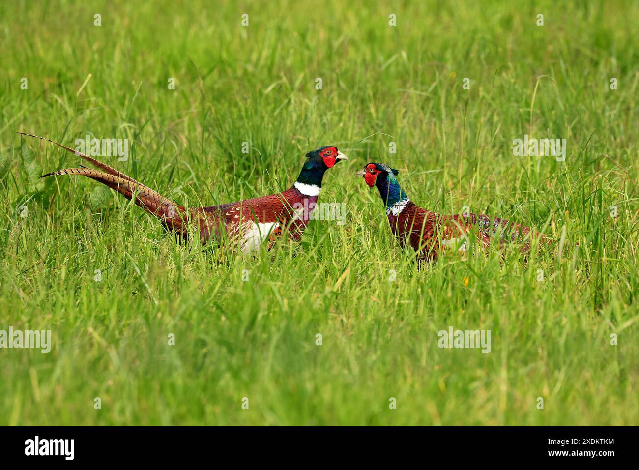 Common Ring-necked pheasants strutting together are a beautiful sight Stock Photo - Alamy