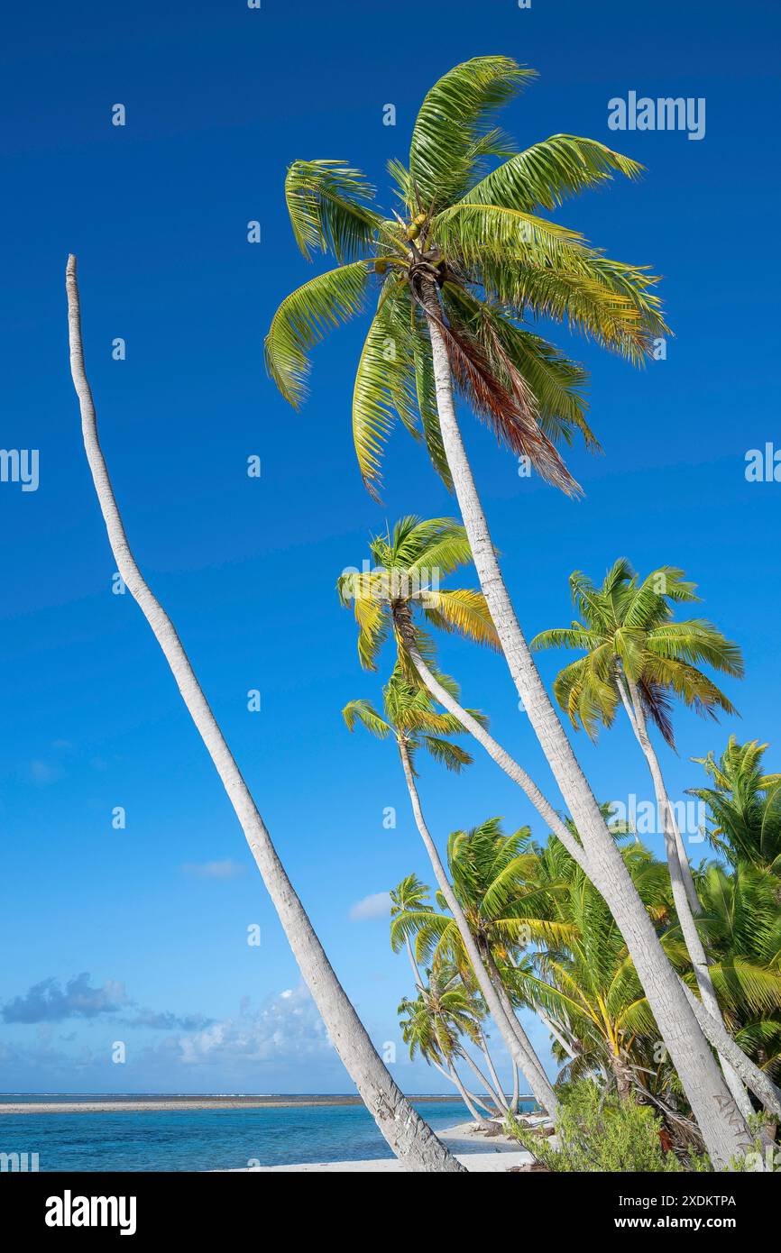 Coconut palm (Cocos nucifera) and broken palm tree on a lonely beach ... Coconut palm (Cocos nucifera) and broken palm tree on a lonely beach ...