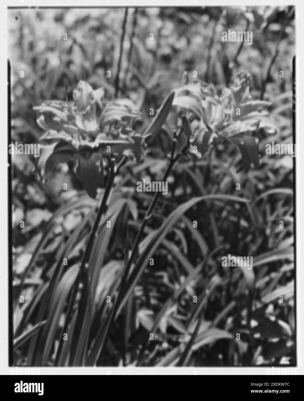 Nature studies. Common day lily, double form. Gottscho-Schleisner ...
