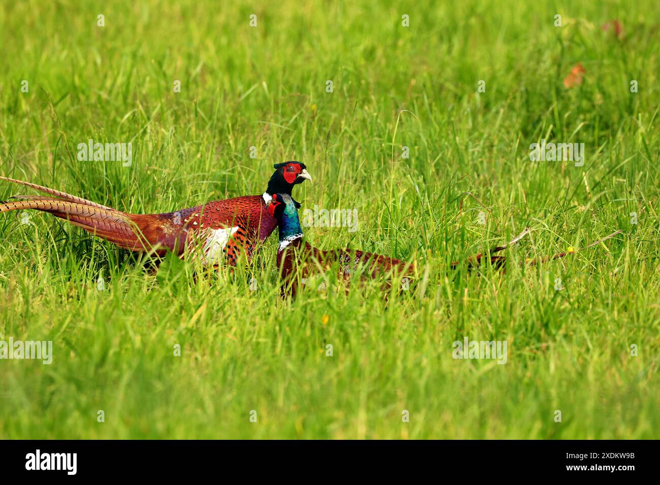 Common Ring-necked pheasants strutting together are a beautiful sight Stock Photo - Alamy