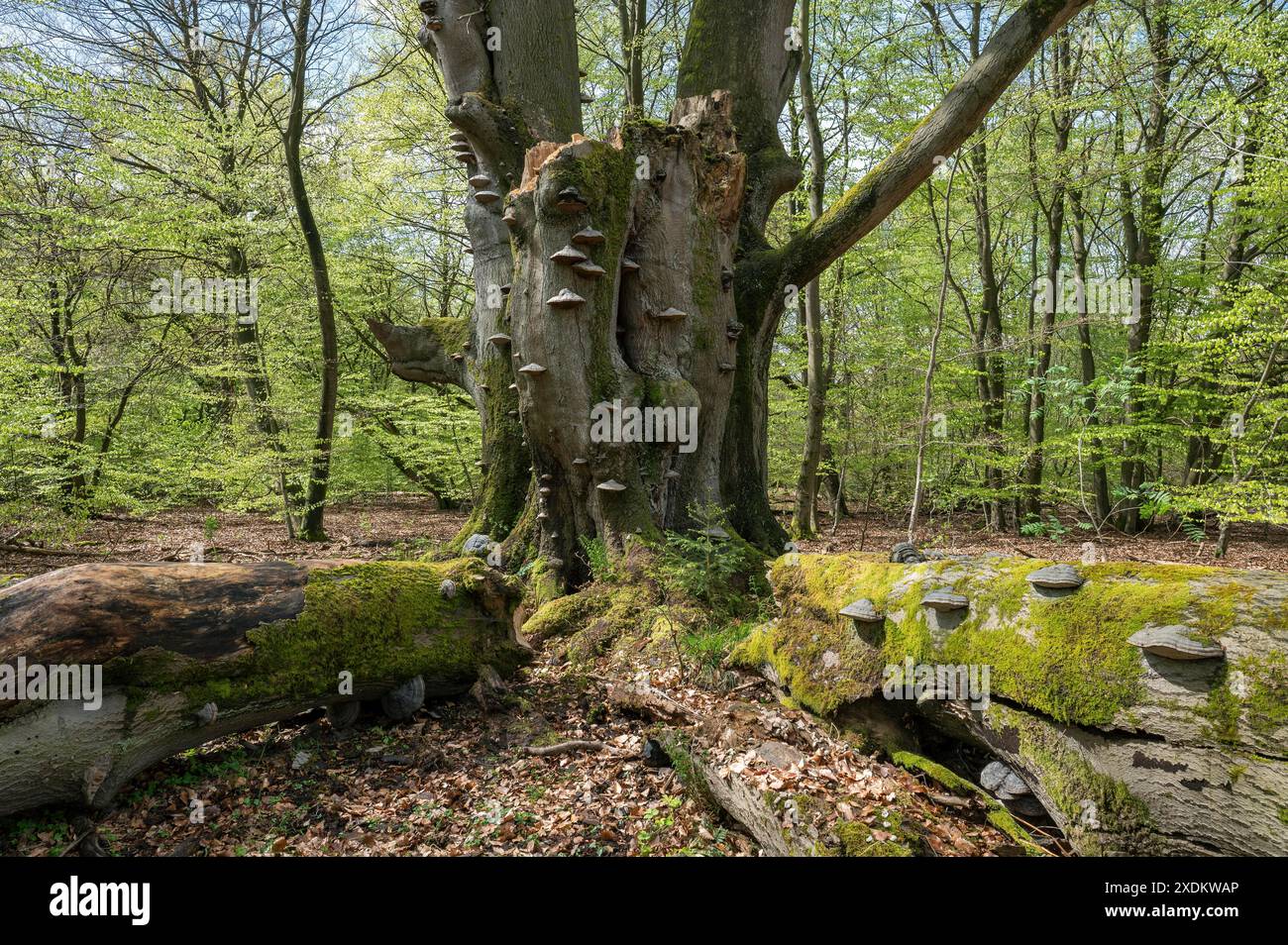 Old copper beech (Fagus sylvatica) with tinder fungus (Fomes ...