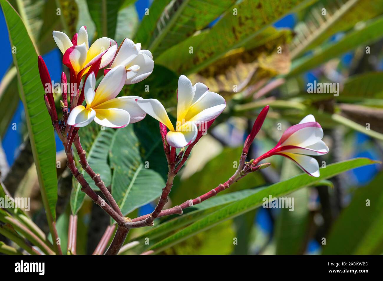 Plumeria, Frangipani, Blossoms, Tikehau, Atoll, Tuamotu Archipelago ...
