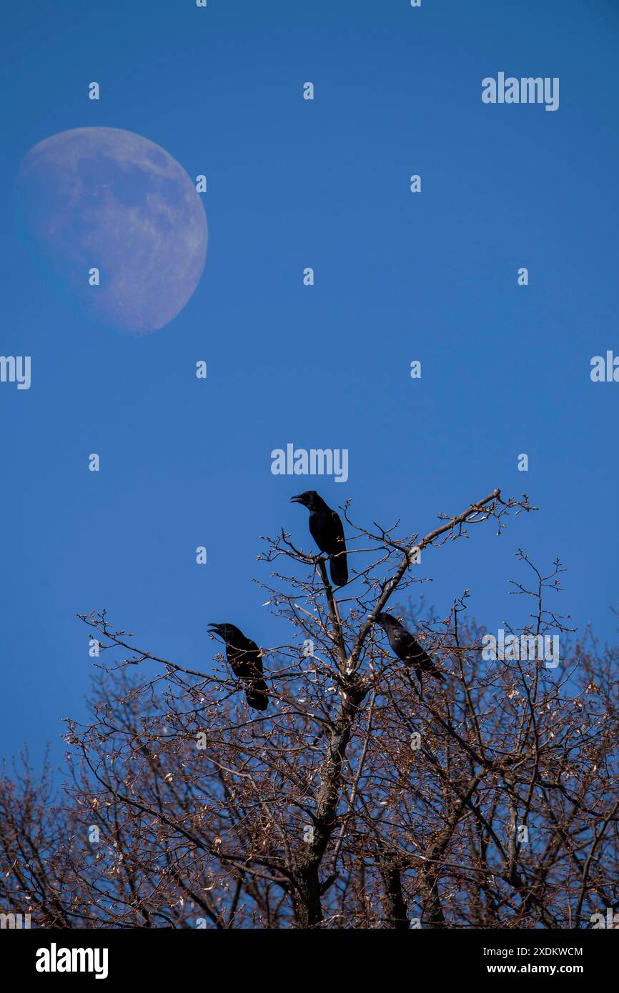 FOTOMONTAGE, calling crows on a tree, moon, Baden-Wuerttemberg, Germany ...