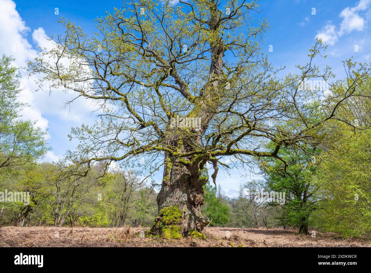 Old English oak (Quercus robur), hut oak, in spring, Sababurg primeval ...