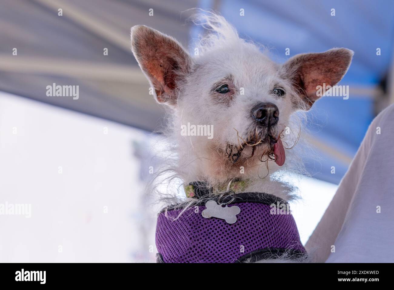 Petaluma, California, USA. 21st June, 2024. “Daisy Mae,” the 3nd place ...