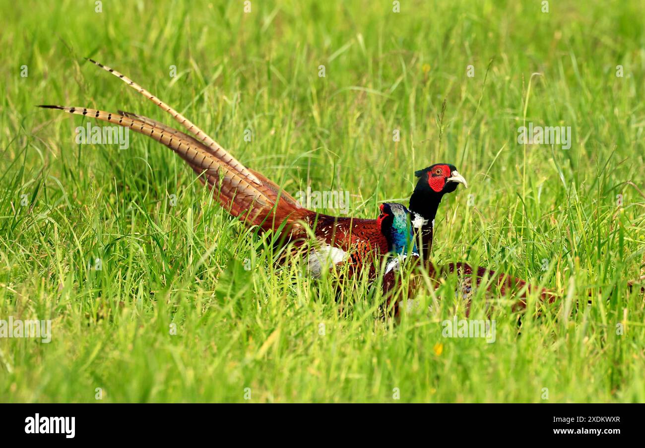 Common Ring-necked pheasants strutting together are a beautiful sight ...