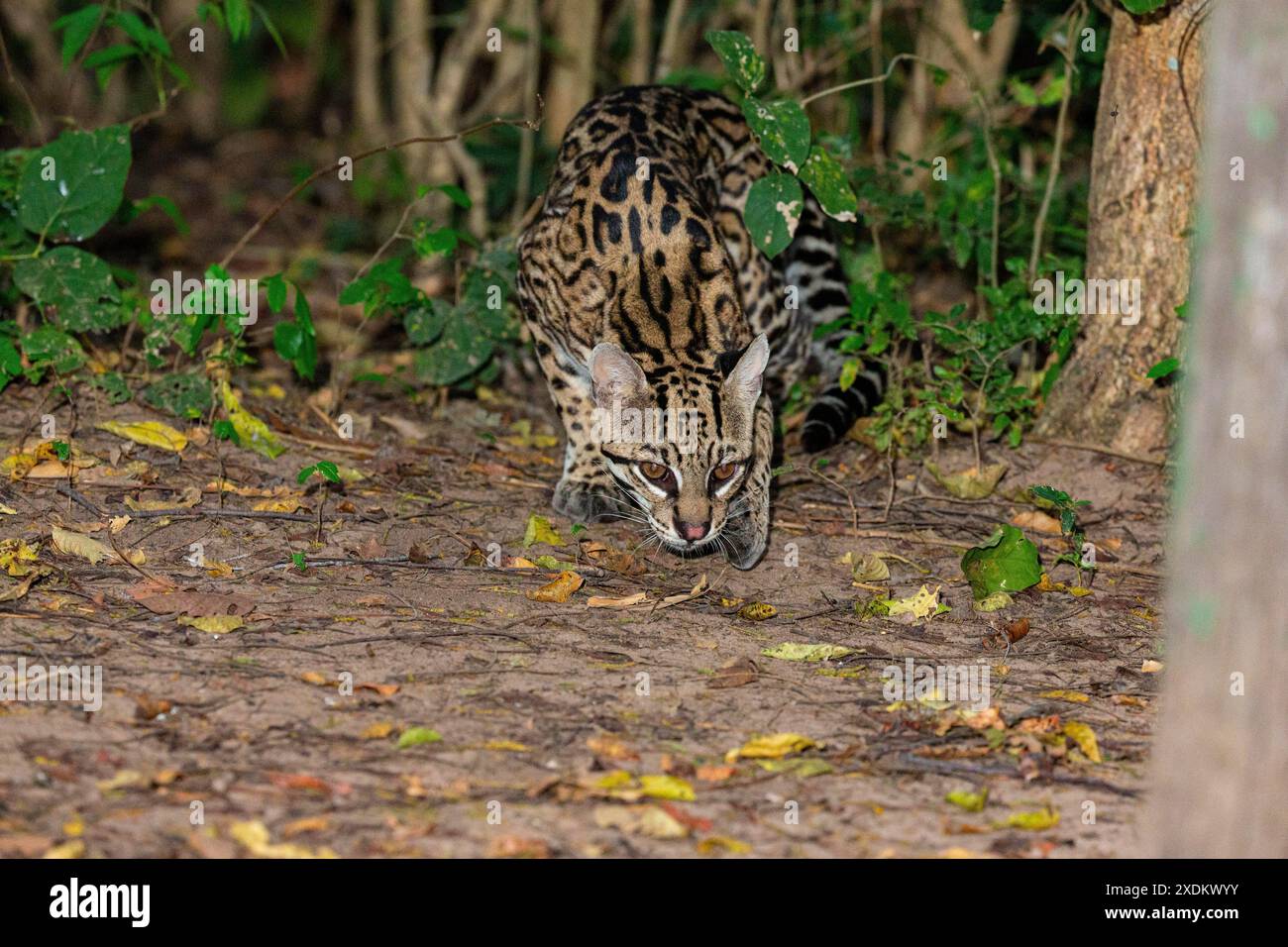 Ocelot (Felis pardalis) Pantanal Brazil Stock Photo - Alamy