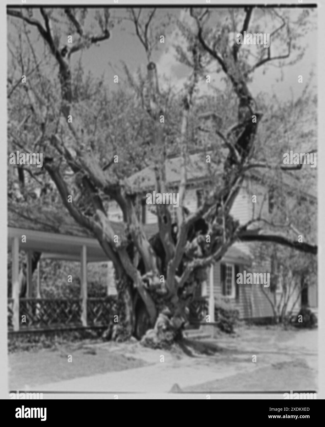 Williamsburg, Virginia, Carter-Saunders house. Paper mulberry. Gottscho ...