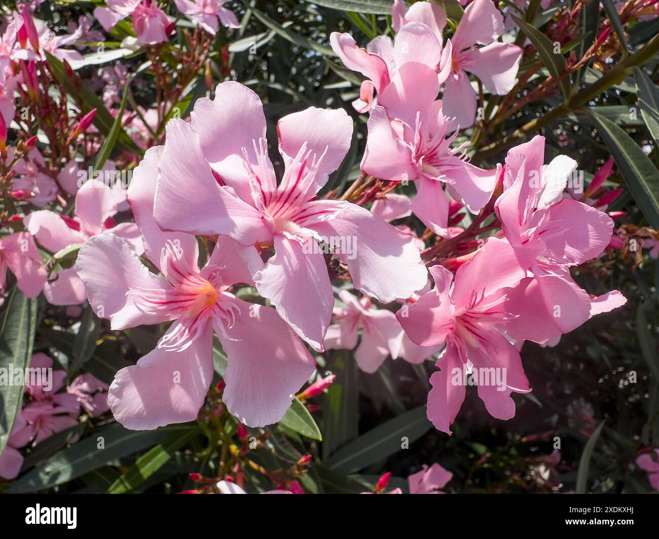 Flowering oleander (Nerium oleander), Italy Stock Photo - Alamy