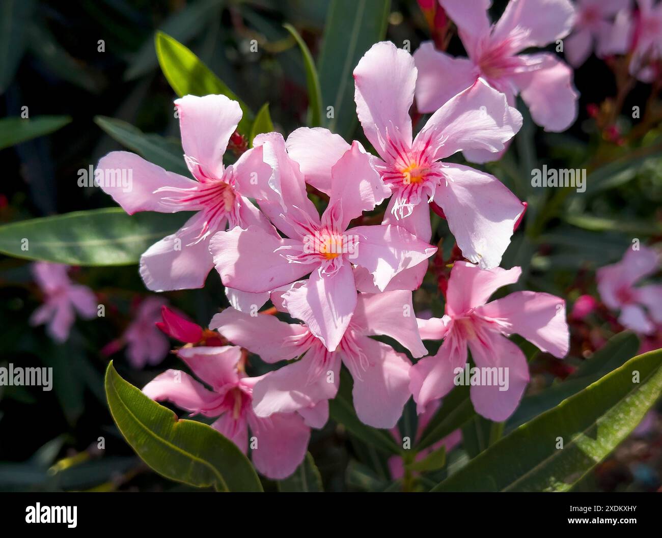 Flowering oleander (Nerium oleander), Italy Stock Photo - Alamy