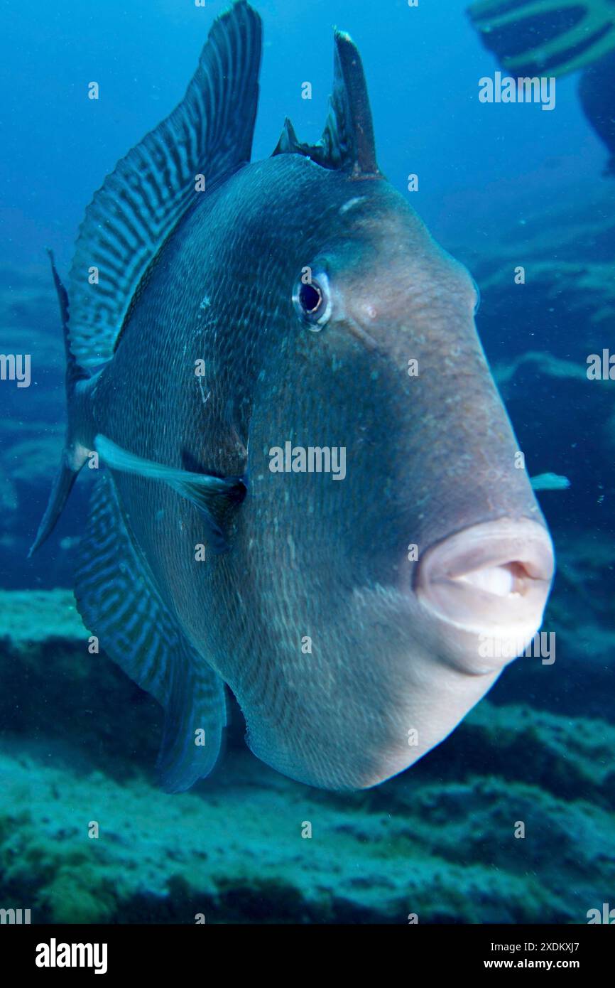A blue triggerfish hi-res stock photography and images - Alamy