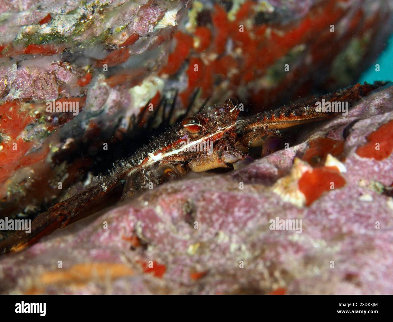 Nimble spray crab (Percnon gibbesi) hiding between rocky underwater ...