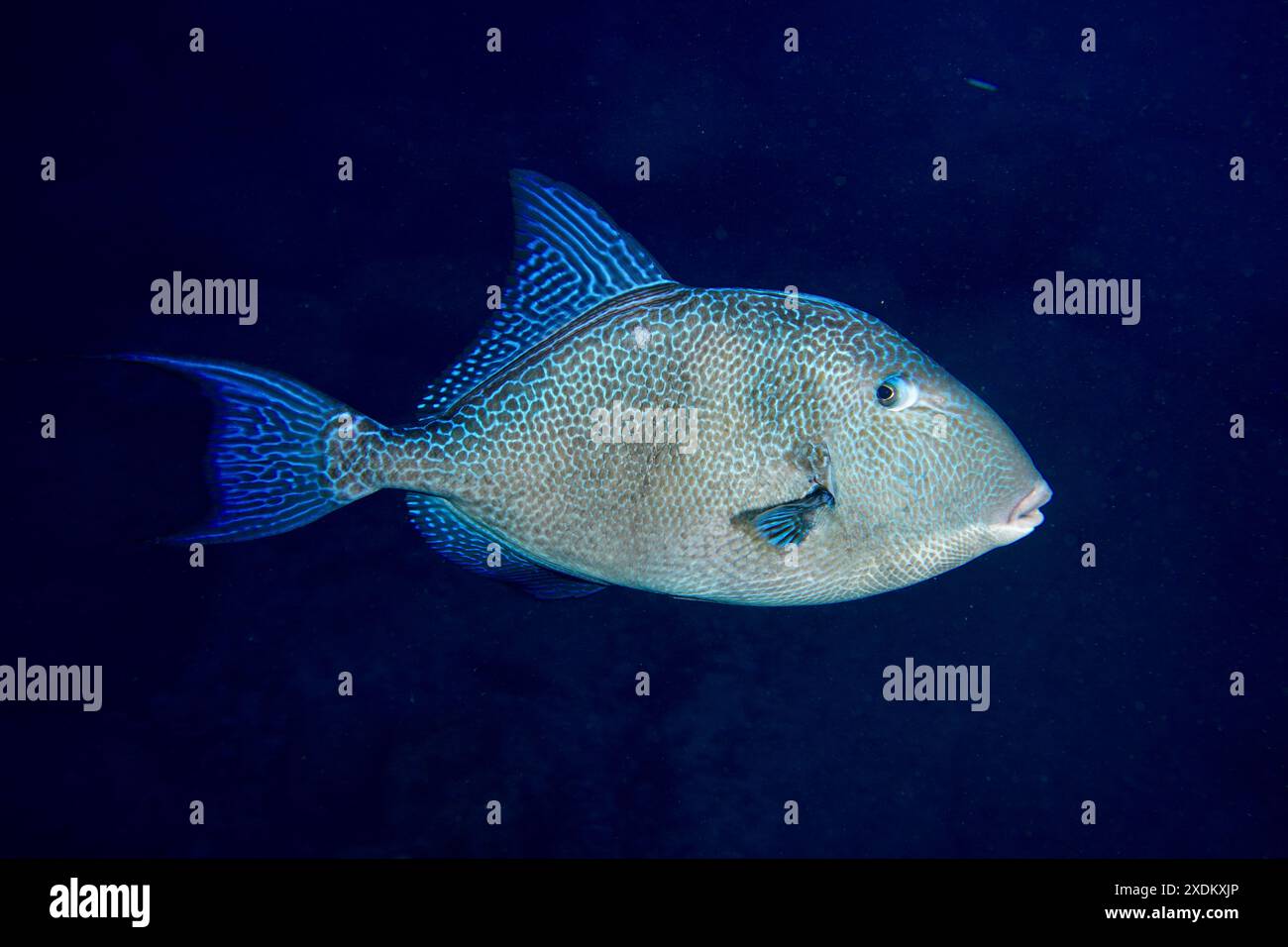 Thick-lipped fish with blue fins, Atlantic triggerfish (Balistes ...