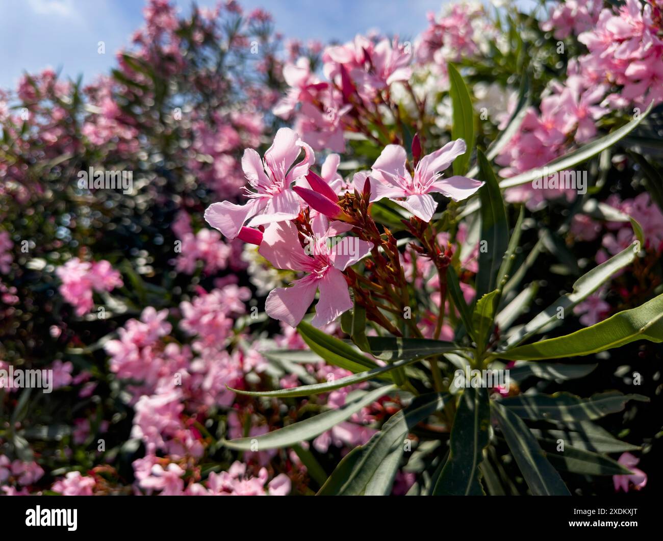 Flowering oleander (Nerium oleander), Italy Stock Photo - Alamy