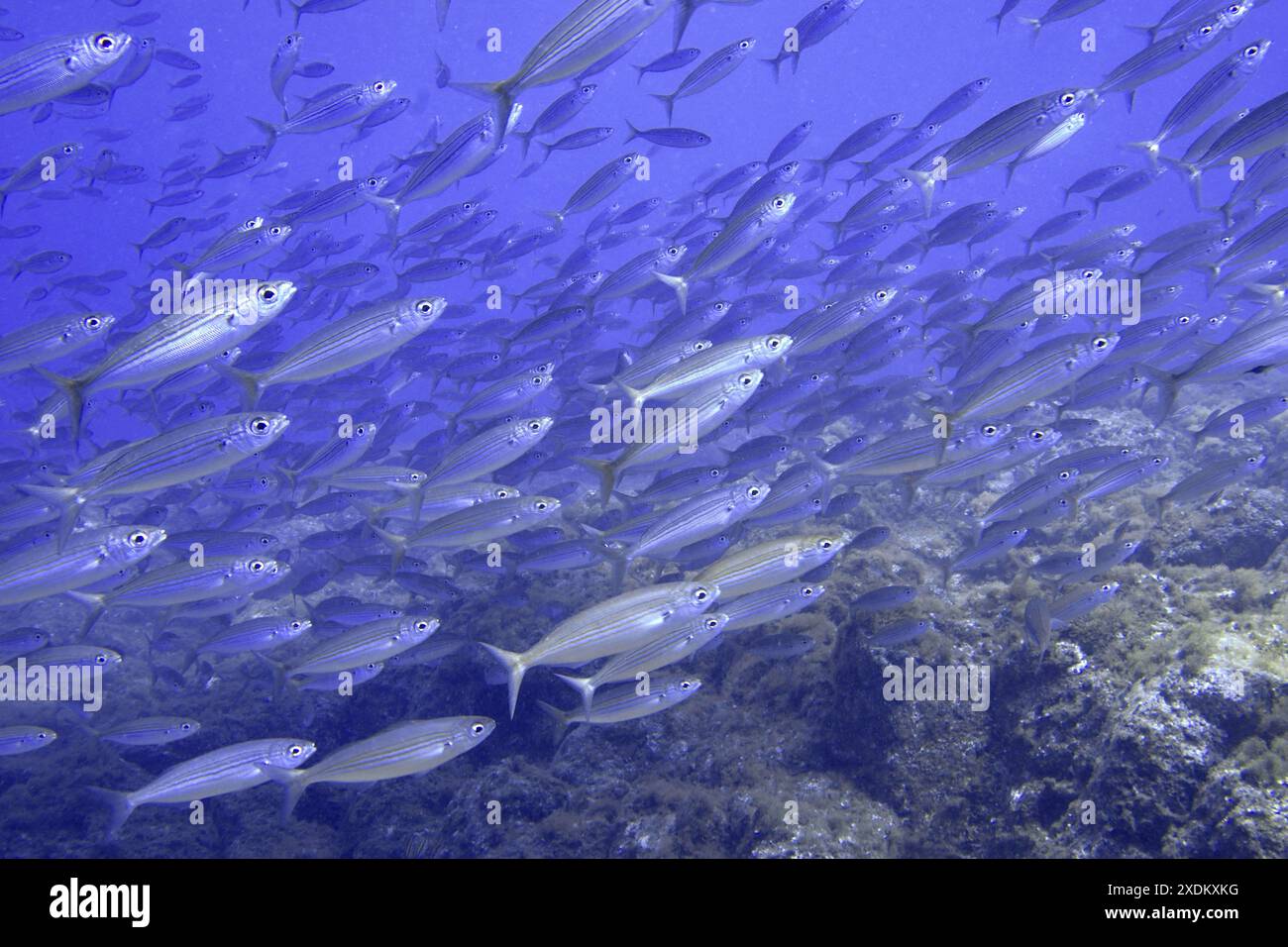 Big boops hi-res stock photography and images - Alamy