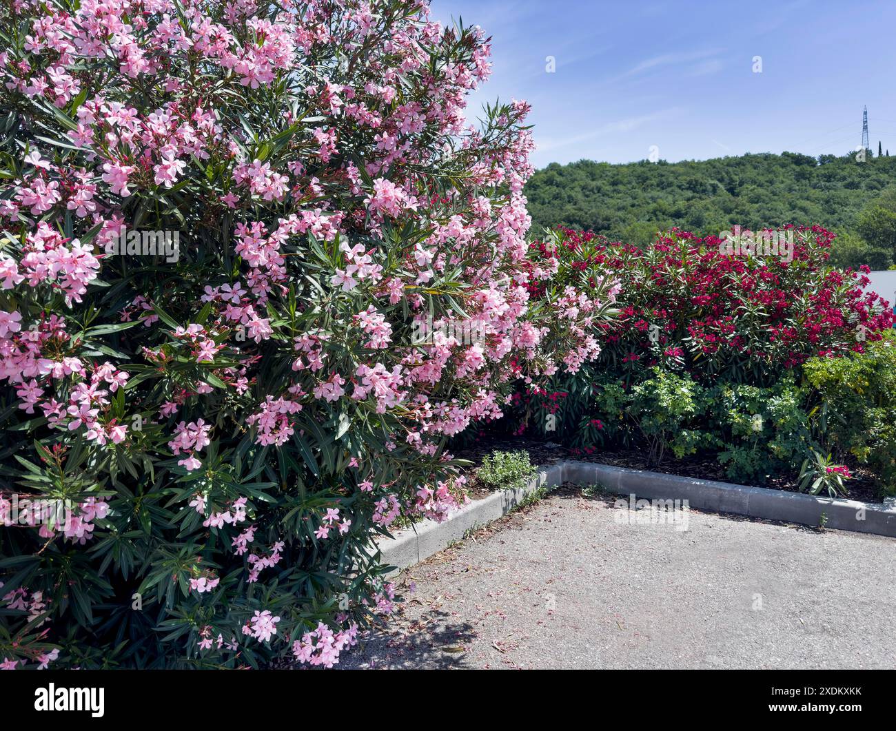 Flowering oleander (Nerium oleander), Italy Stock Photo - Alamy