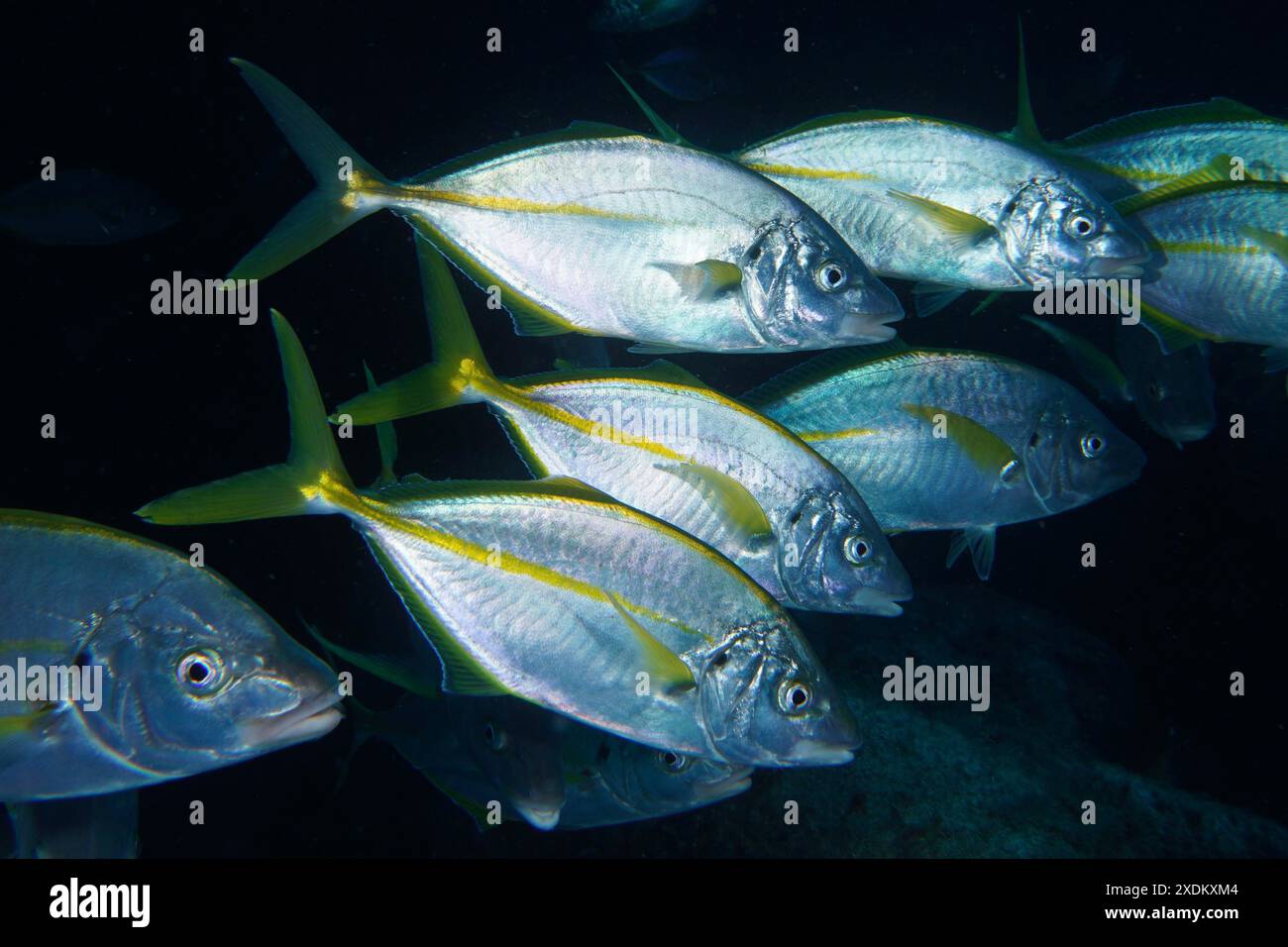 A group of yellowfin mackerel (Pseudocaranx dentex) with yellow fins ...