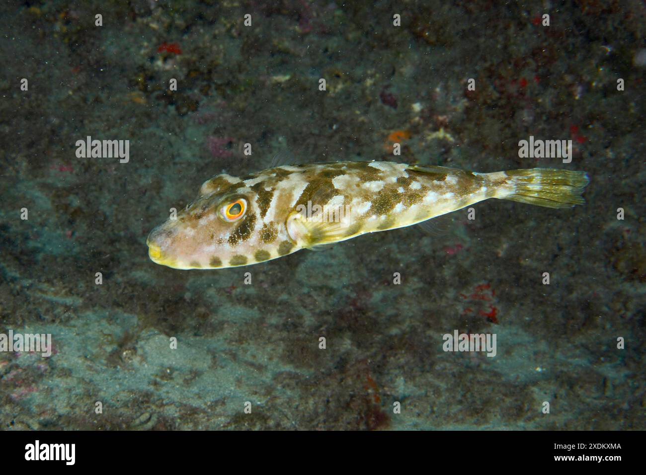 Pearled pufferfish (Sphoeroides spengleri) swimming in a rocky ...