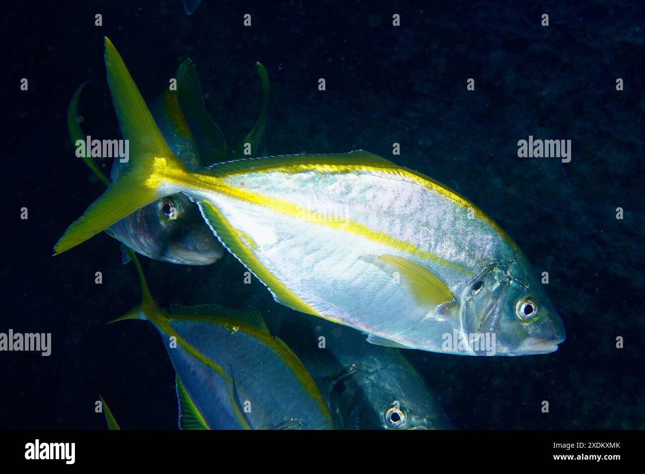 A single silver fish with a yellow fin, yellowfin mackerel ...