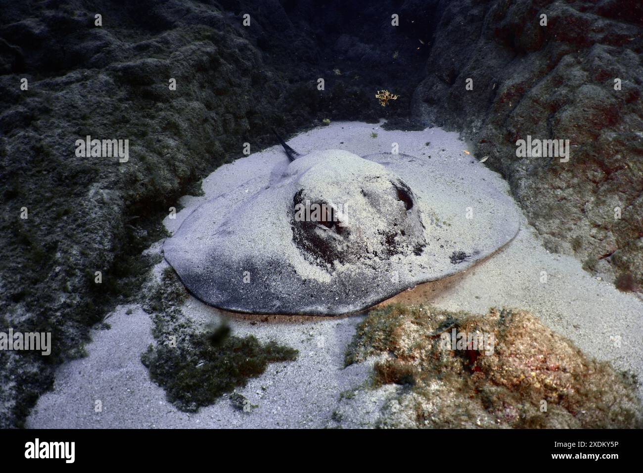 A round stingray (Taeniura grabata) lies flat on the sandy seabed ...