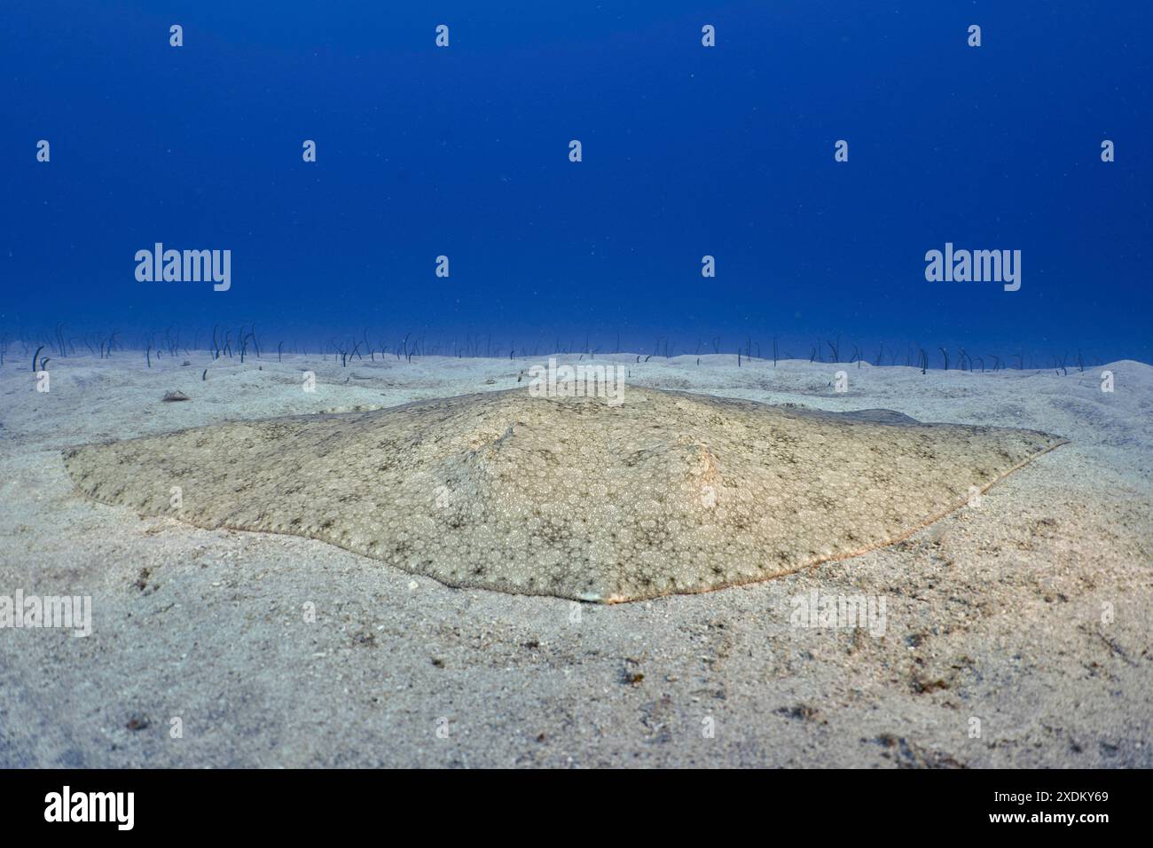 A butterfly ray (Gymnura altavela) perfectly camouflaged on a sandy ...