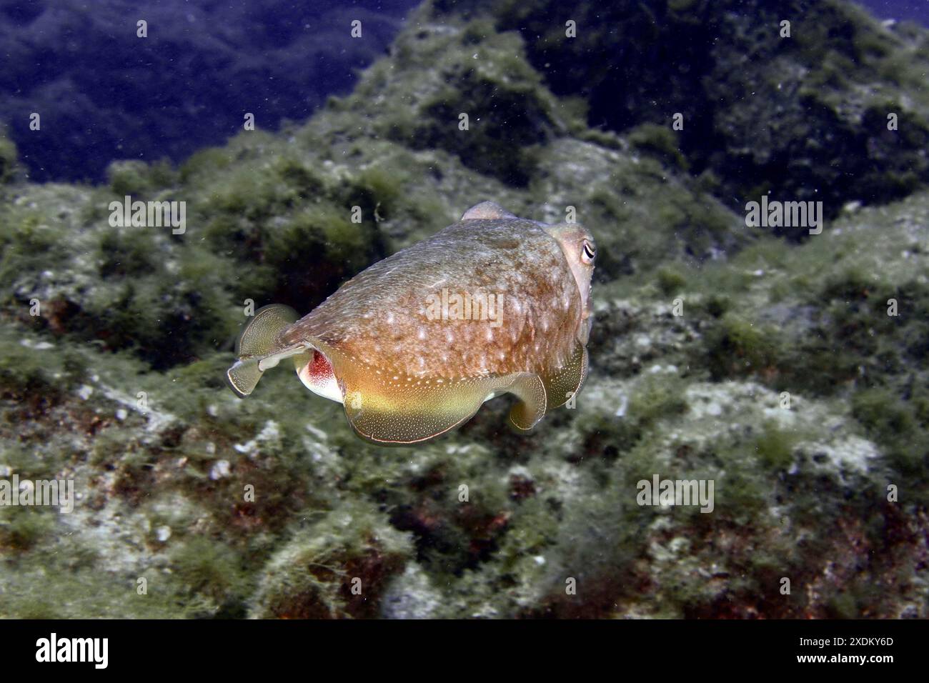 Common cuttlefish (Sepia officinalis) swimming in a green underwater ...