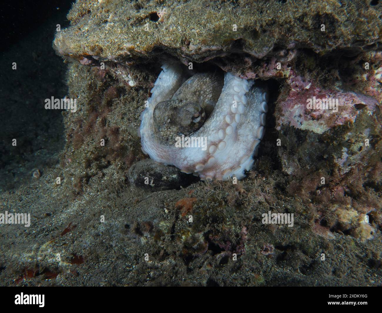 Common Octopus (Octopus vulgaris) at night in a hiding place between ...