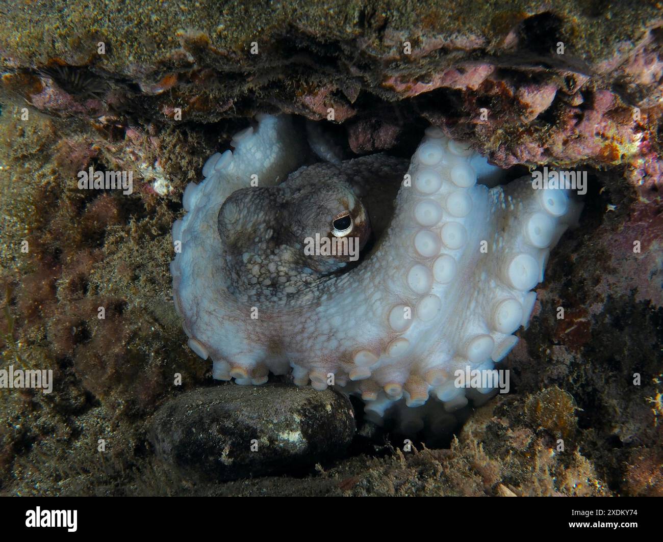 Octopus in sea darkness hi-res stock photography and images - Alamy
