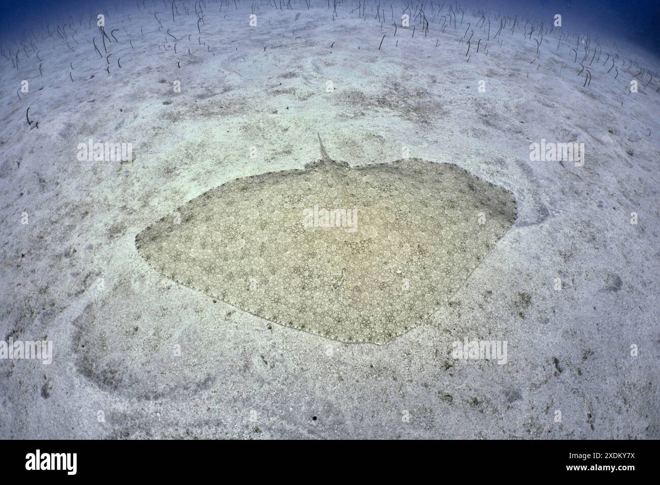 A butterfly ray (Gymnura altavela) rests on a sandy bottom in a clear ...