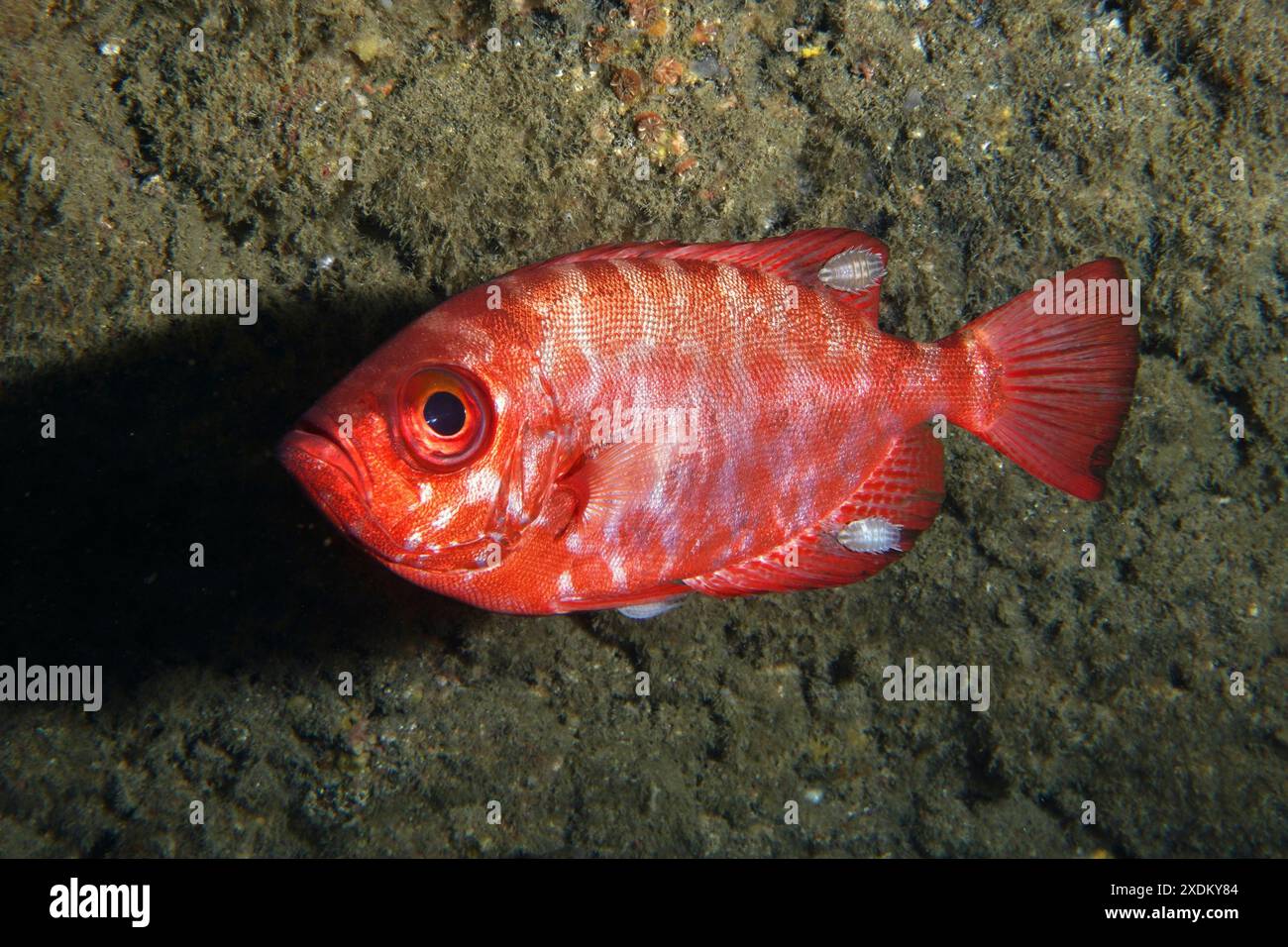 Bigeye perch (Heteropriacanthus cruentatus) with several specimens of ...