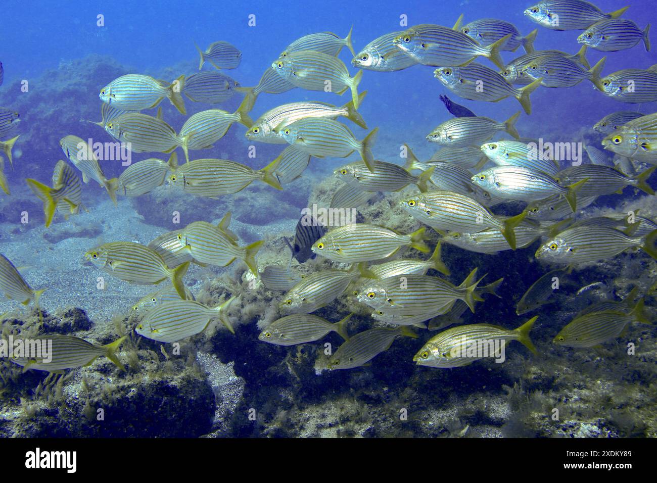 A shoal of goldfish (Sarpa salpa) swims in the blue waters of the ocean ...
