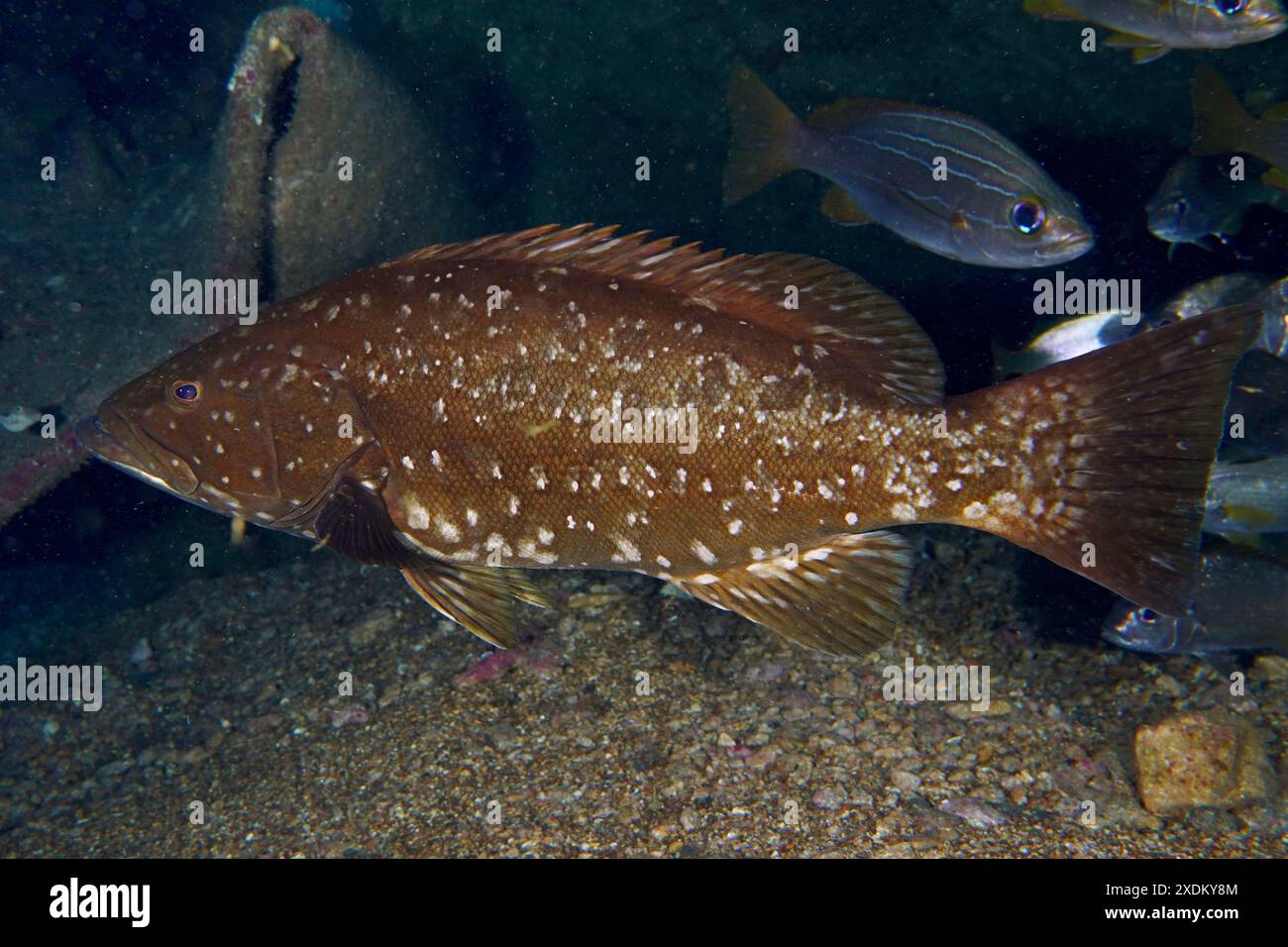A brown spotted Dusky Grouper (Mycteroperca fusca) swims underwater in ...