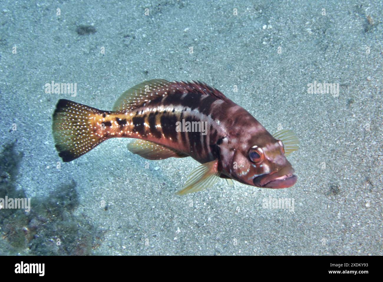 Close-up of a king sawfish (Serranus atricauda) with a dot pattern on a ...